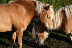 Selenium Deficiencies & Insulin Resistance | Equine Nutrition