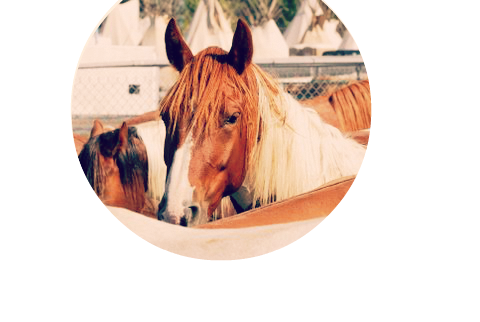 Eating Manure | A Common Behavior In Horses - Horse Guard