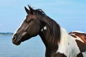 Supplementing Selenium | Is There A Place For Injections - Horse Guard
