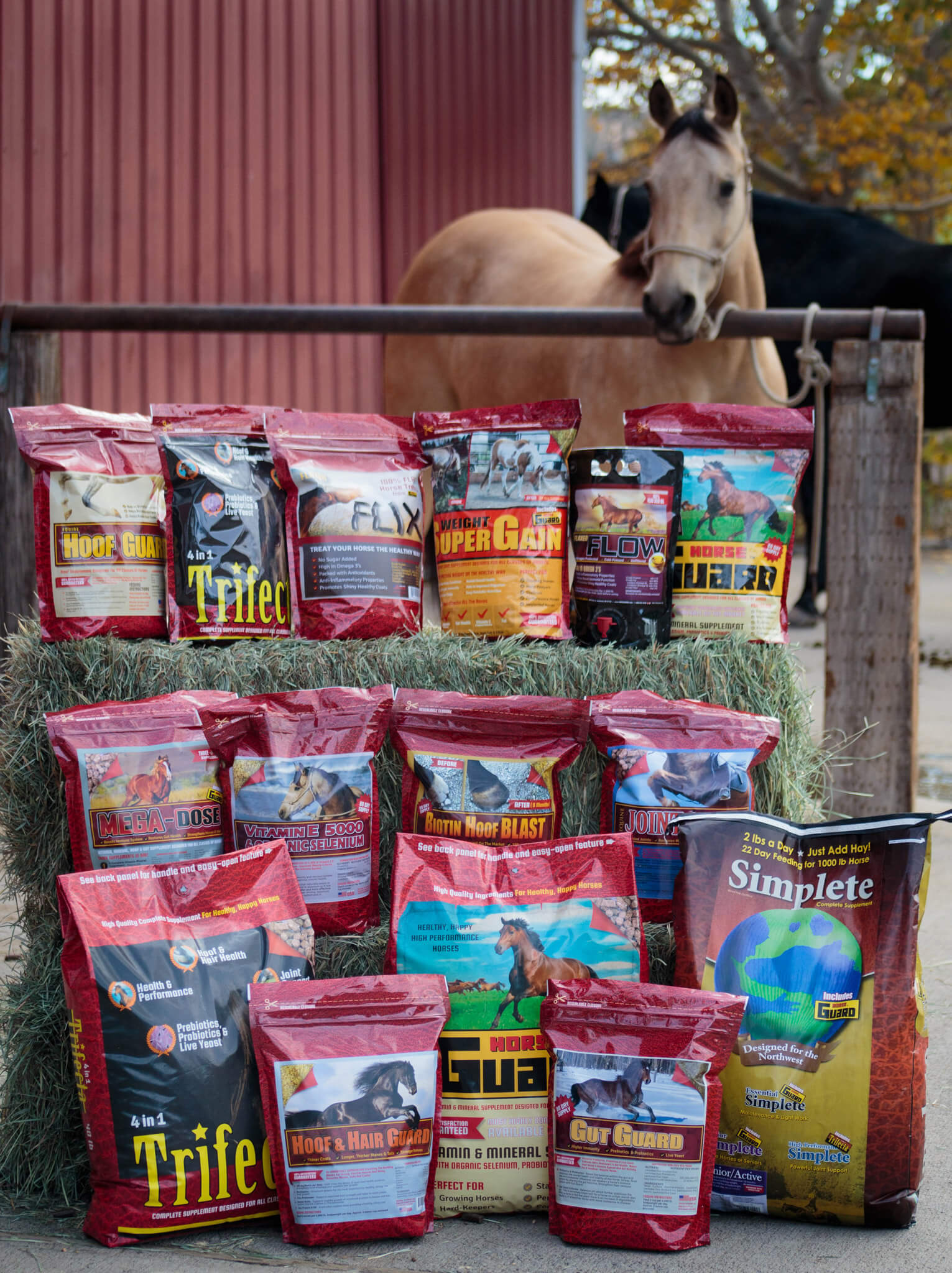 Eating Manure | A Common Behavior In Horses